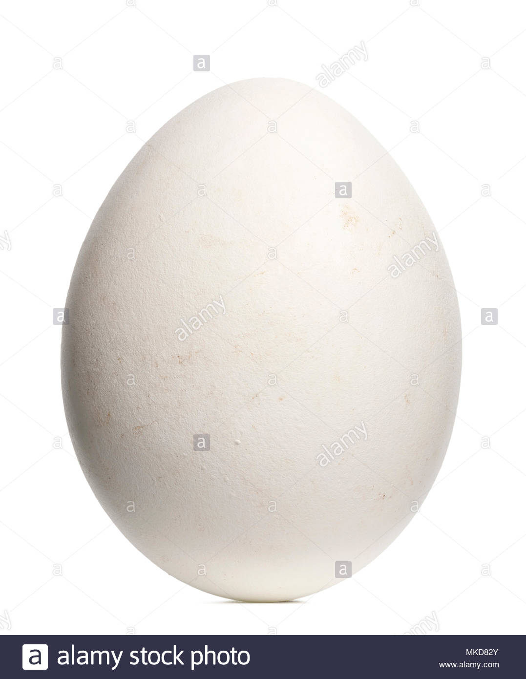 Vulture Egg Stock Photos & Vulture Egg Stock Images - Alamy