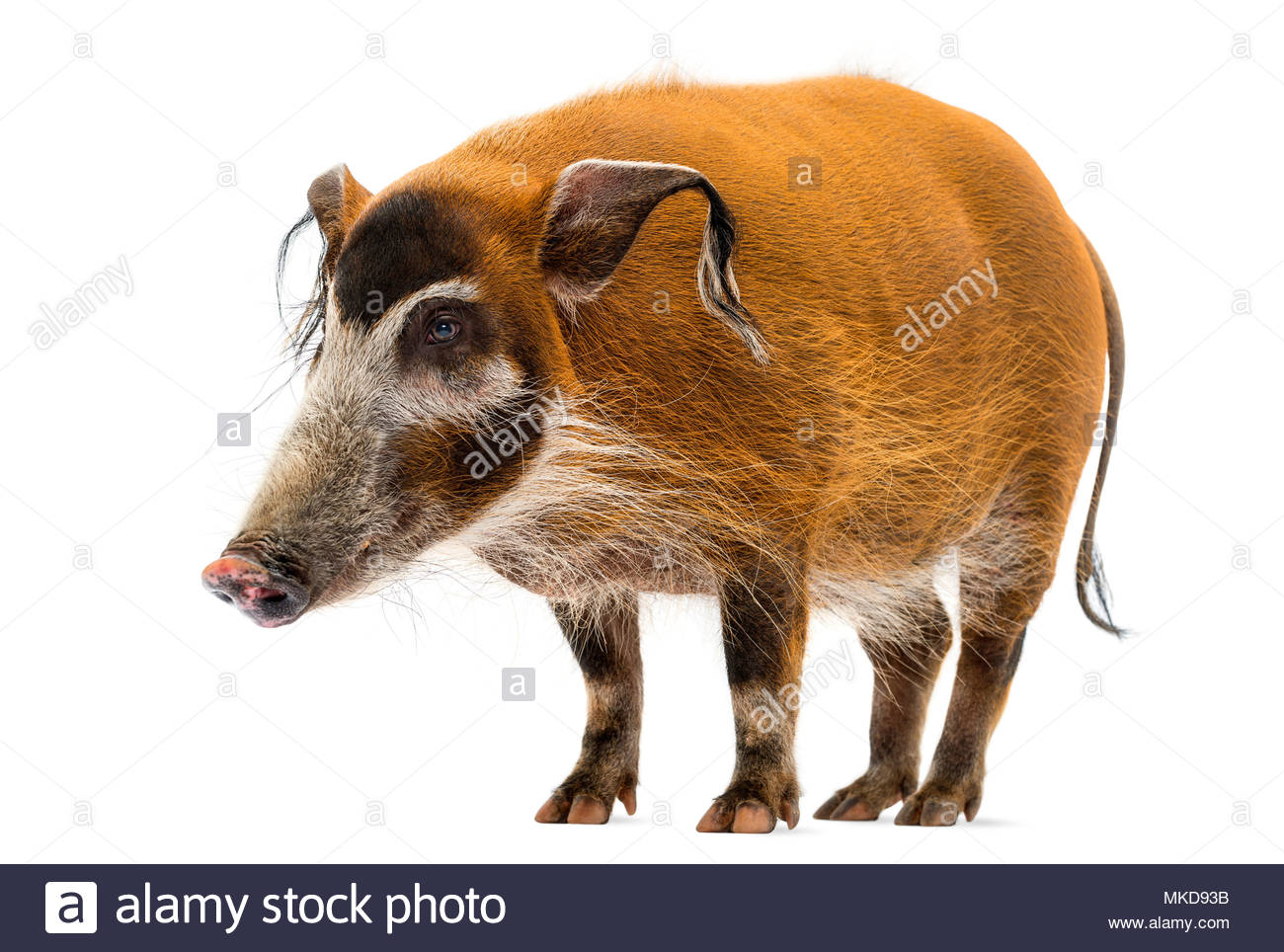 Bushpig Stock Photos & Bushpig Stock Images - Alamy