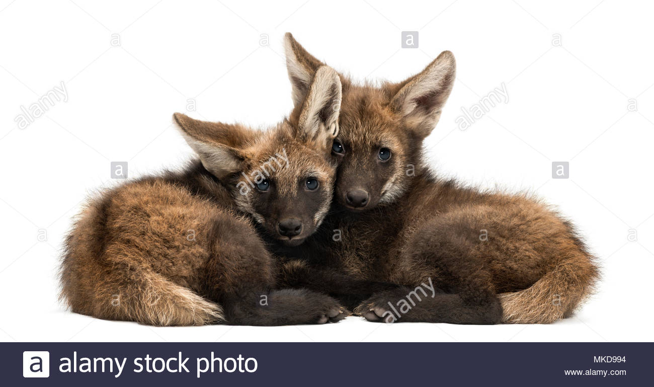 Wolf Laying Down Stock Photos & Wolf Laying Down Stock Images - Alamy