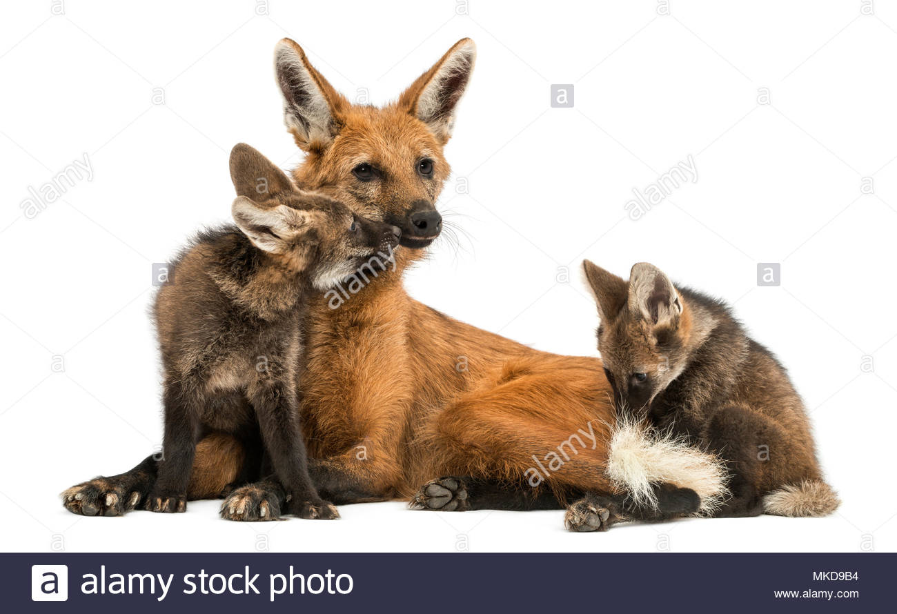 Wolf Laying Down Stock Photos & Wolf Laying Down Stock Images - Alamy