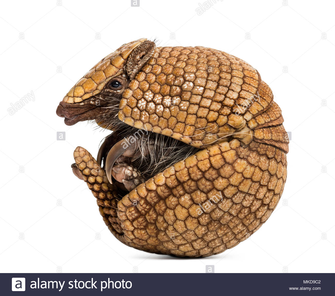 Brazilian Three Banded Armadillo Stock Photos & Brazilian Three Banded ...