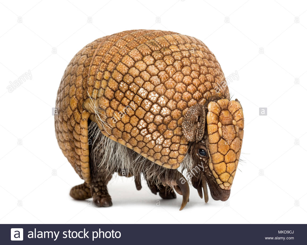 Brazilian Three Banded Armadillo Stock Photos & Brazilian Three Banded ...