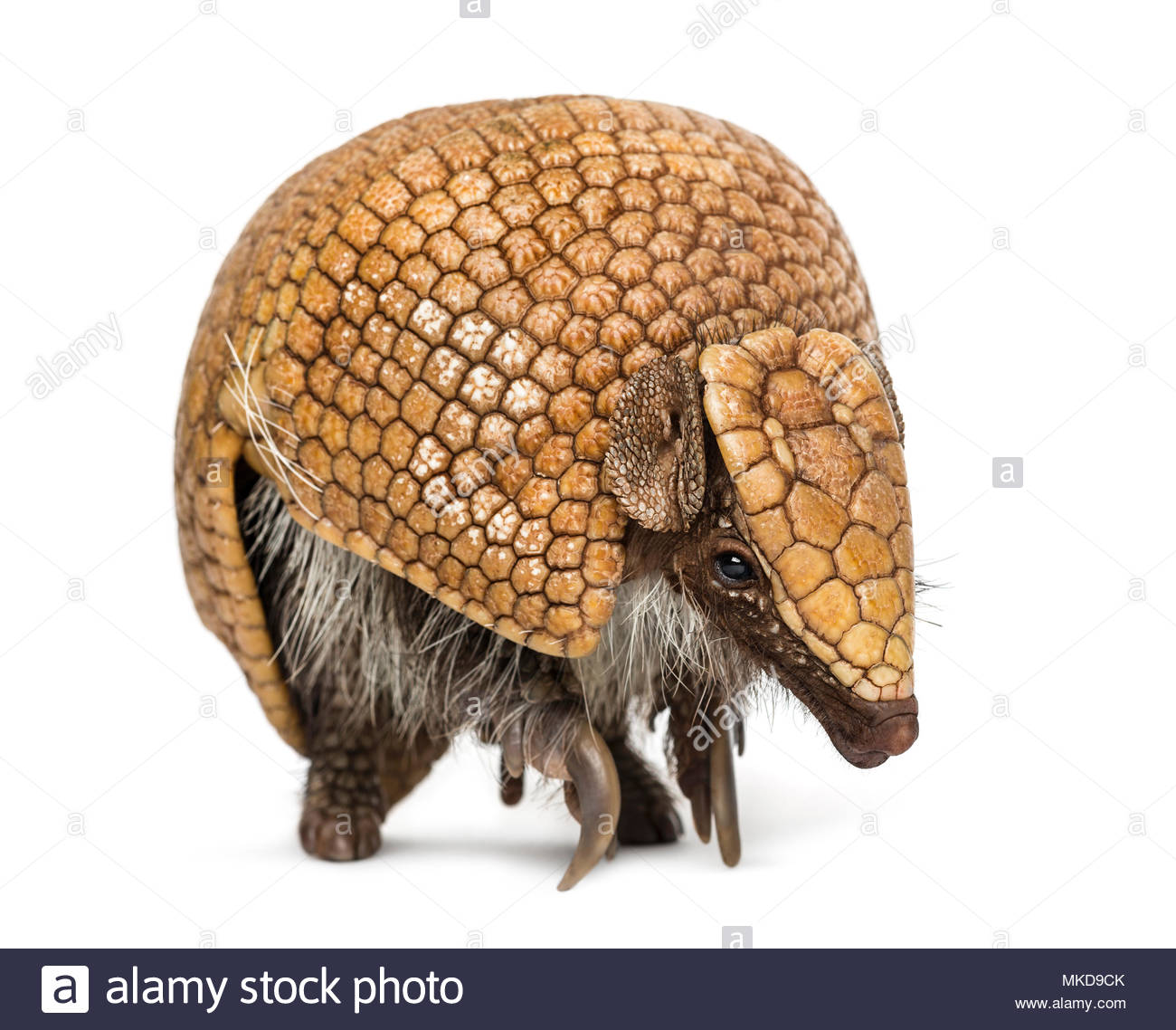 Brazilian Three Banded Armadillo Stock Photos & Brazilian Three Banded ...
