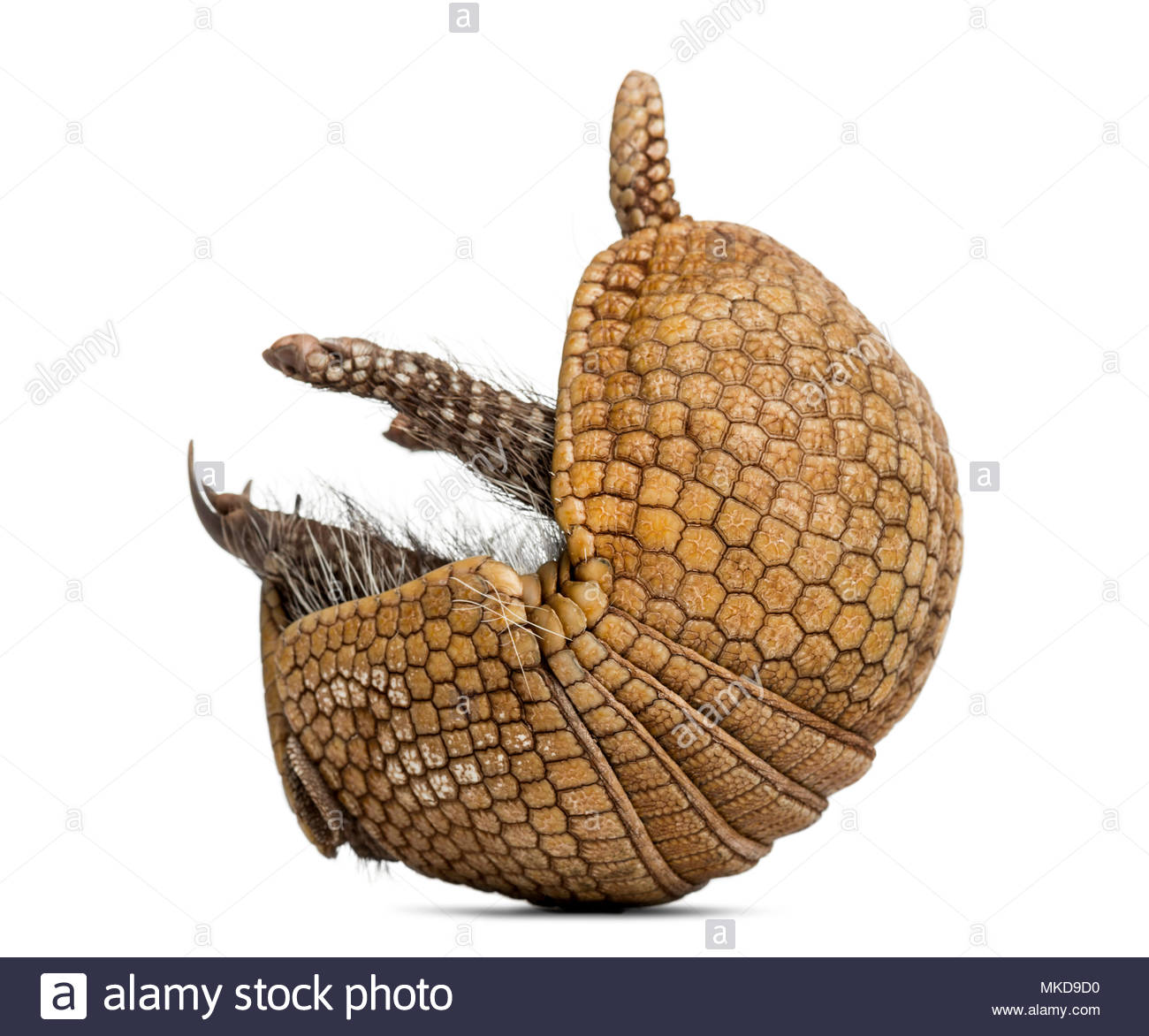 Brazilian Three Banded Armadillo Stock Photos & Brazilian Three Banded ...