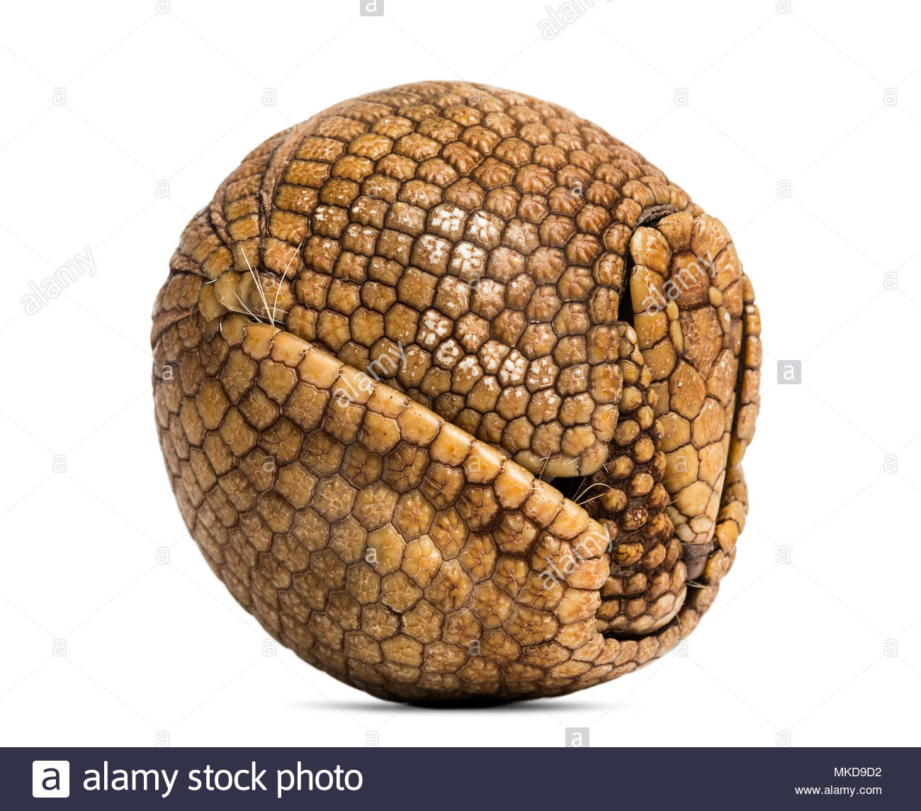 Brazilian Three Banded Armadillo Stock Photos & Brazilian Three Banded ...