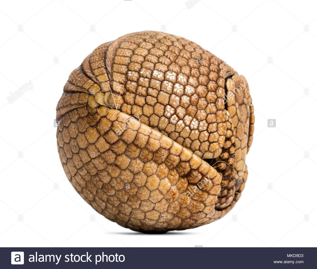 Brazilian Three Banded Armadillo Stock Photos & Brazilian Three Banded ...