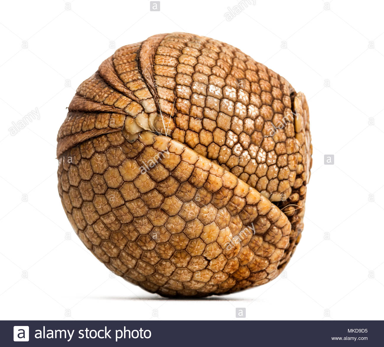 Brazilian Three Banded Armadillo Stock Photos & Brazilian Three Banded ...