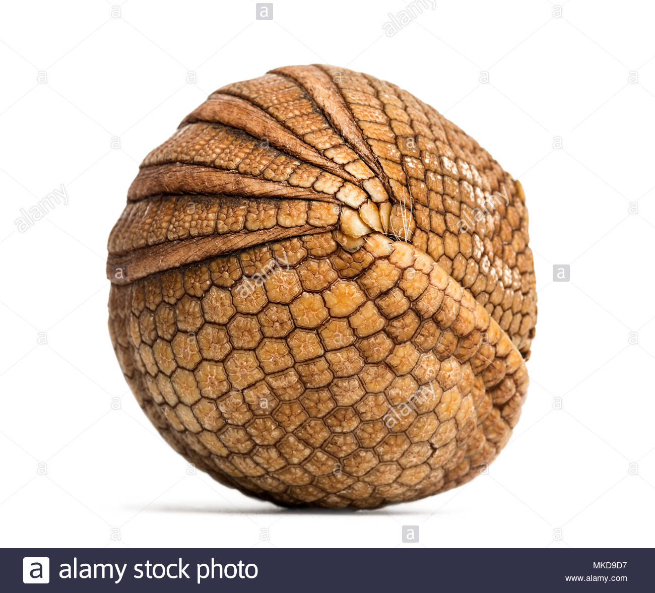 Brazilian Three Banded Armadillo Stock Photos & Brazilian Three Banded ...