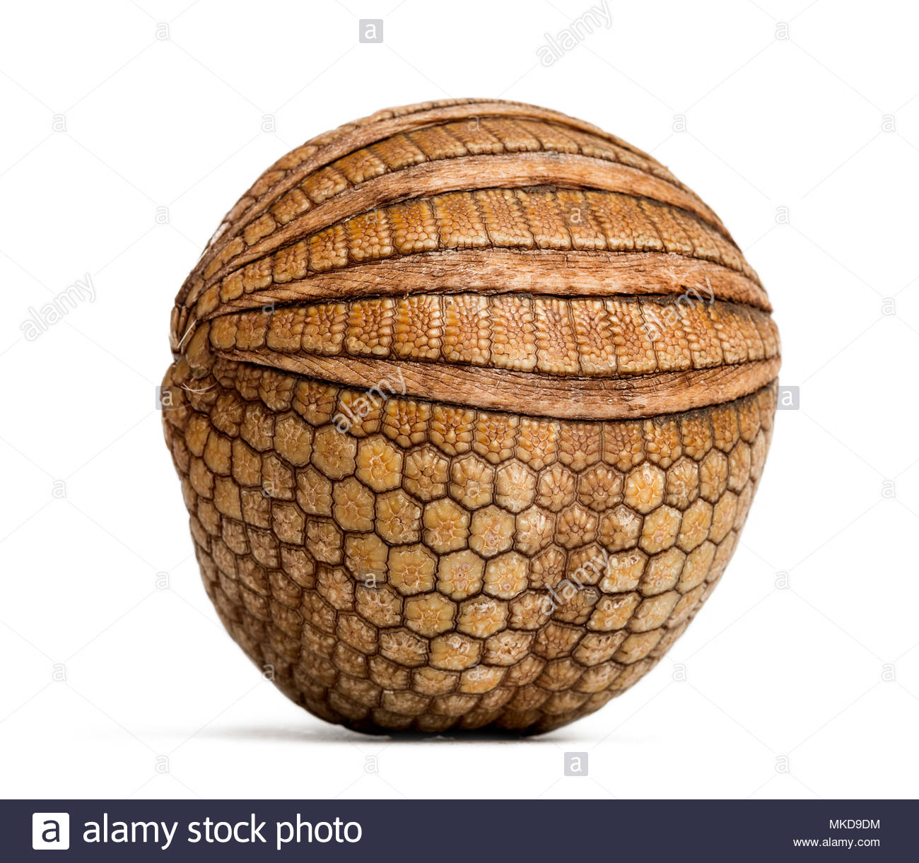 Brazilian Three Banded Armadillo Stock Photos & Brazilian Three Banded ...