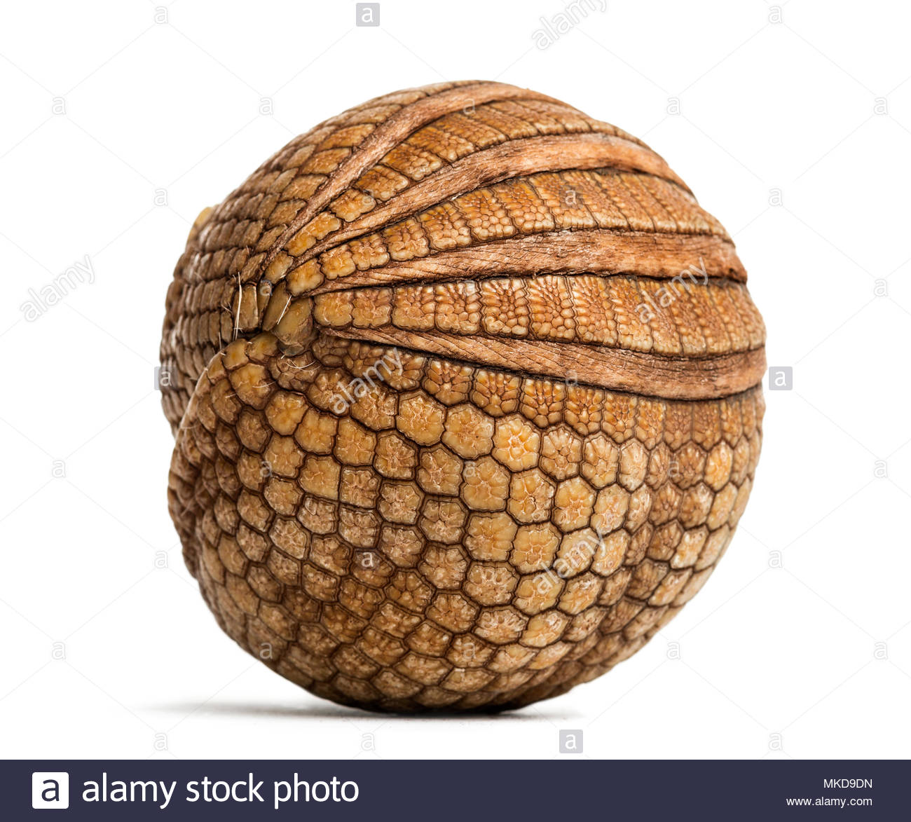 Brazilian Three Banded Armadillo Stock Photos & Brazilian Three Banded ...