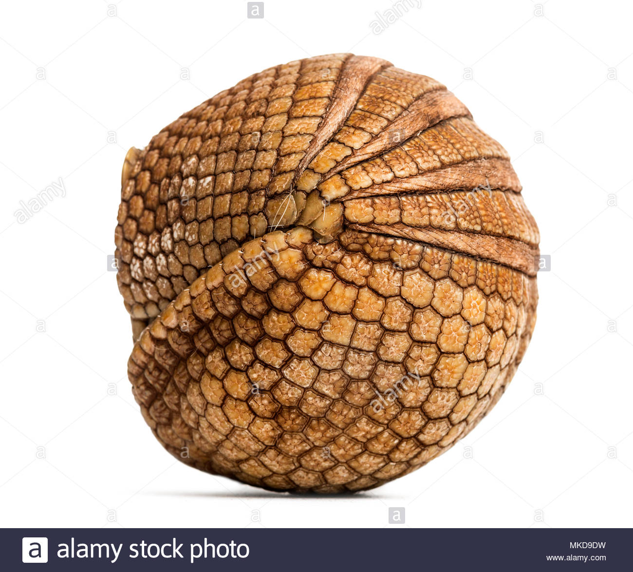 Brazilian Three Banded Armadillo Stock Photos & Brazilian Three Banded ...