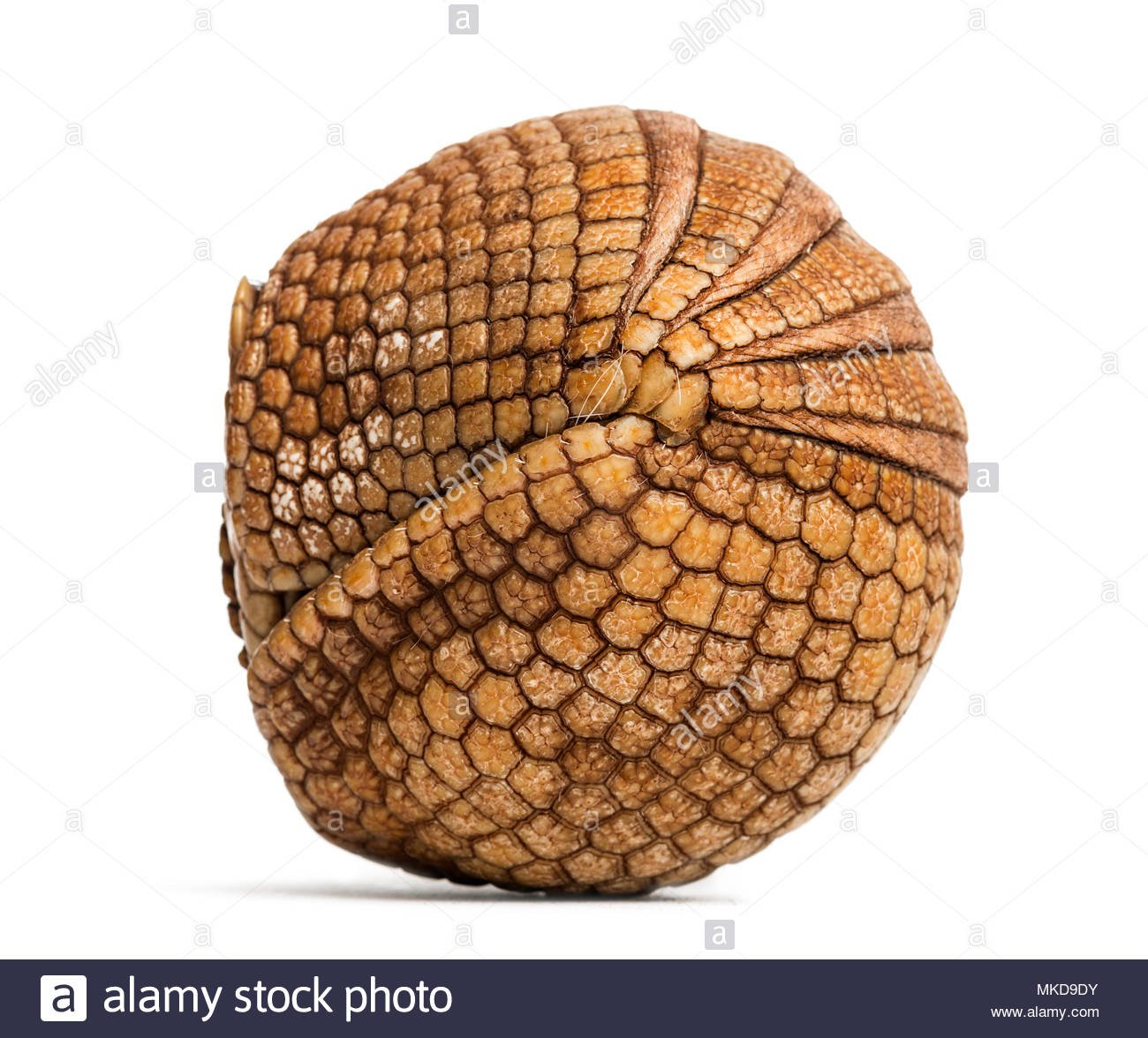 Brazilian Three Banded Armadillo Stock Photos & Brazilian Three Banded ...