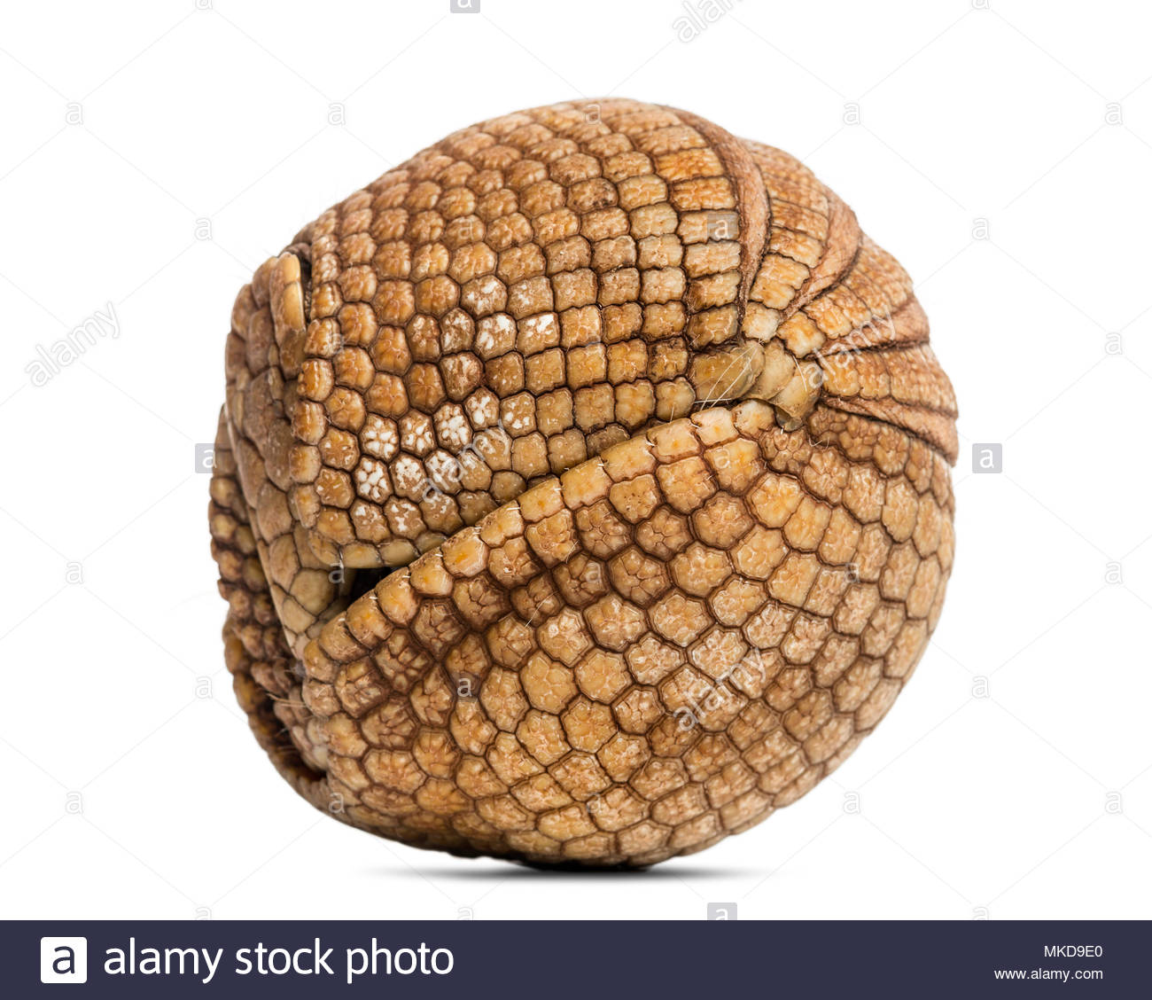 Brazilian Three Banded Armadillo Stock Photos & Brazilian Three Banded ...
