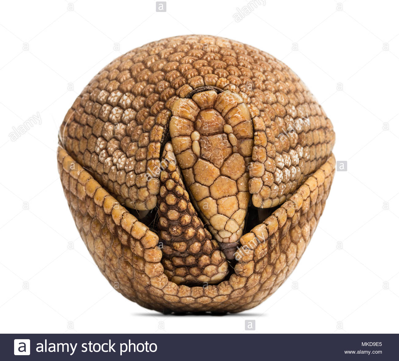 Brazilian Three Banded Armadillo Stock Photos & Brazilian Three Banded ...