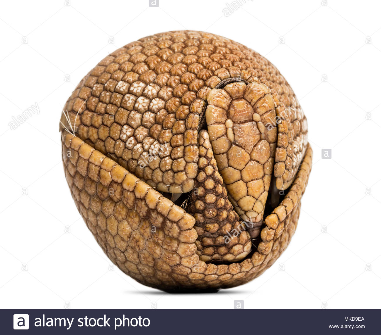 Brazilian Three Banded Armadillo Stock Photos & Brazilian Three Banded ...