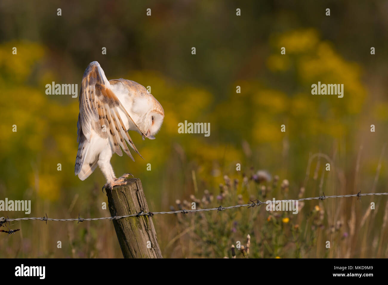 Barn owl (Tyto alba) Owl preening, England, Summer Stock Photo - Alamy