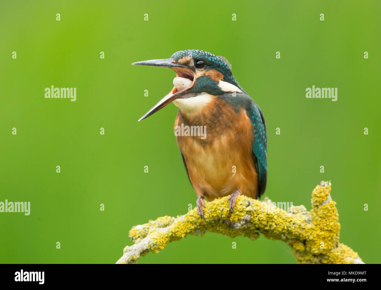 Bird regurgitating hi-res stock photography and images - Alamy