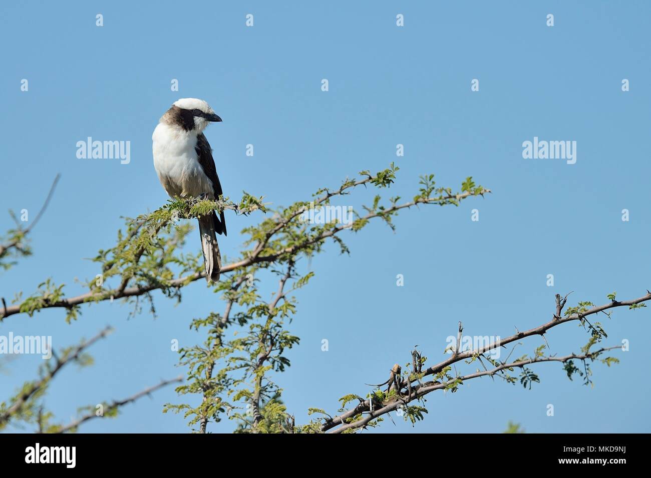 Laniidae hi-res stock photography and images - Alamy