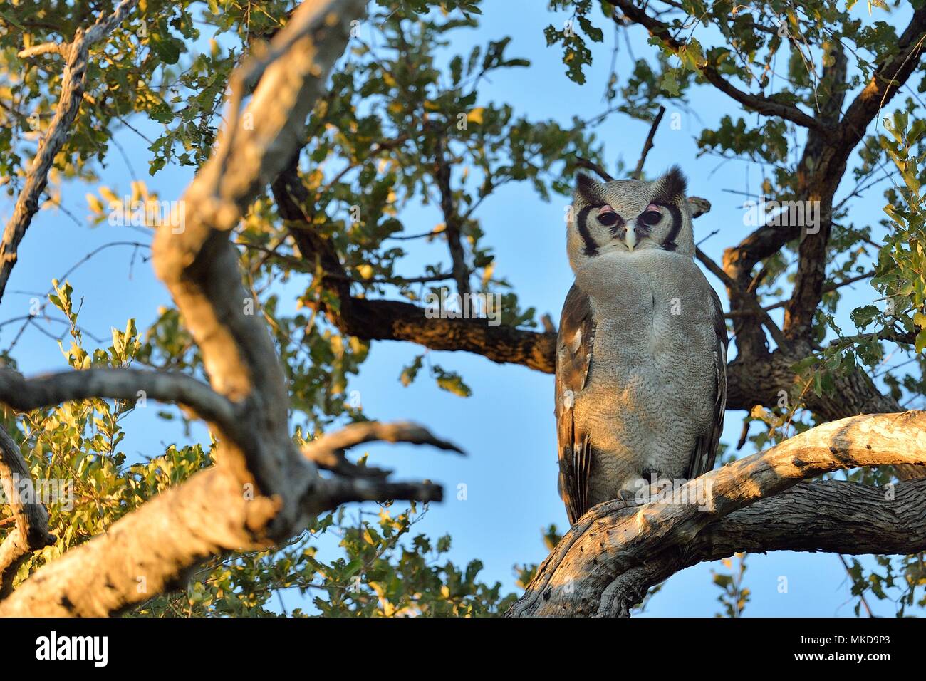 Verreaux's Eagle-Owl (Bubo lacteus) on a branch, Botswana Stock Photo ...