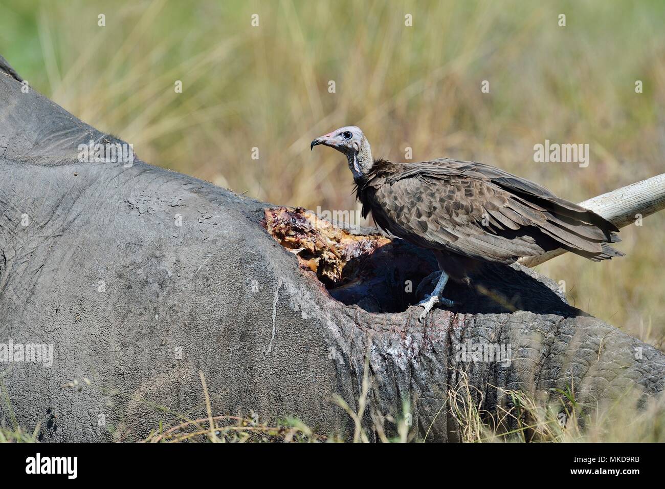 Hooded vulture (Necrosyrtes monachus) on Elephant carcass, Botswana ...