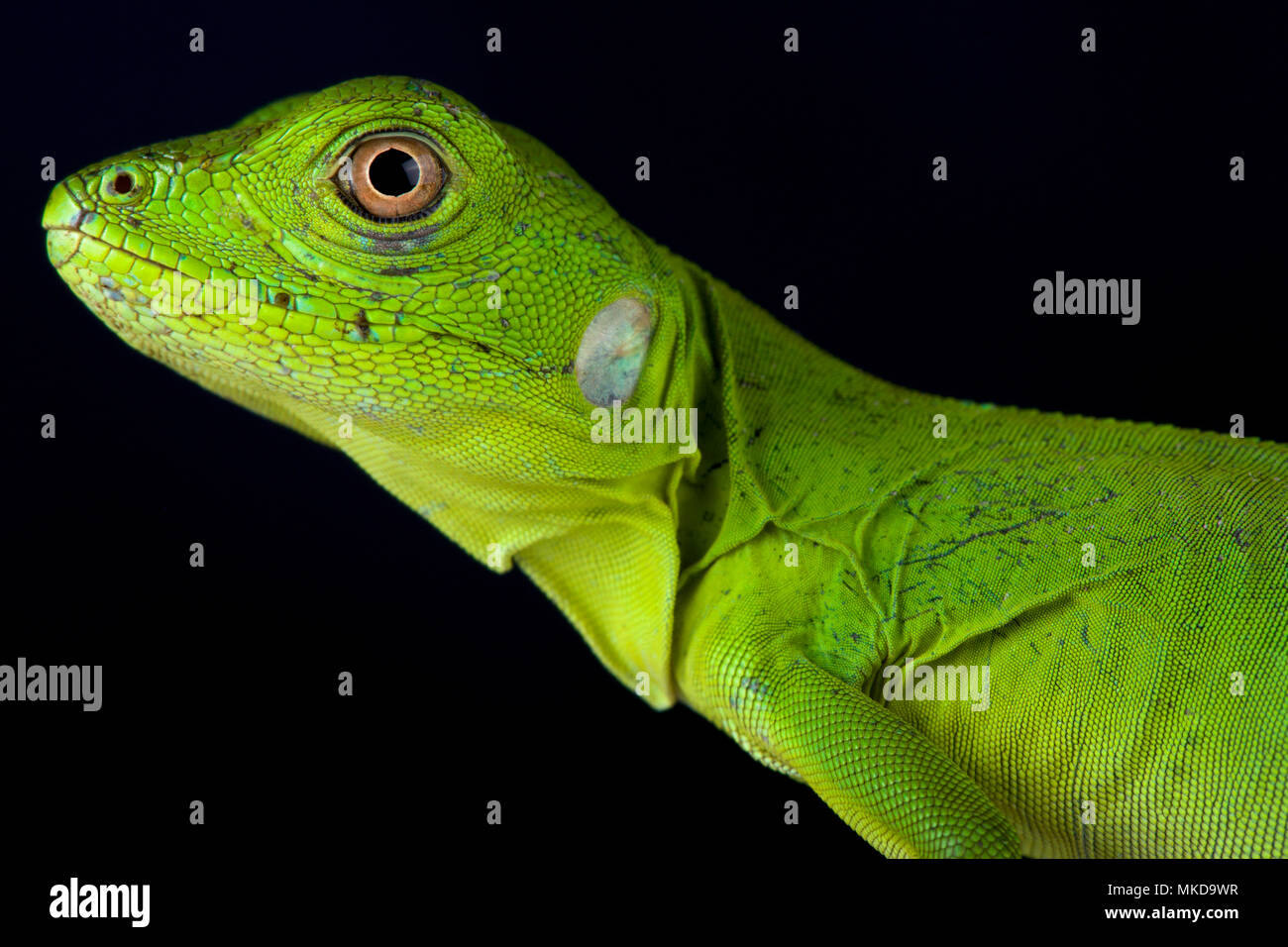 Mexican spiny-tailed iguana (Ctenosaura pectinata) on black background ...