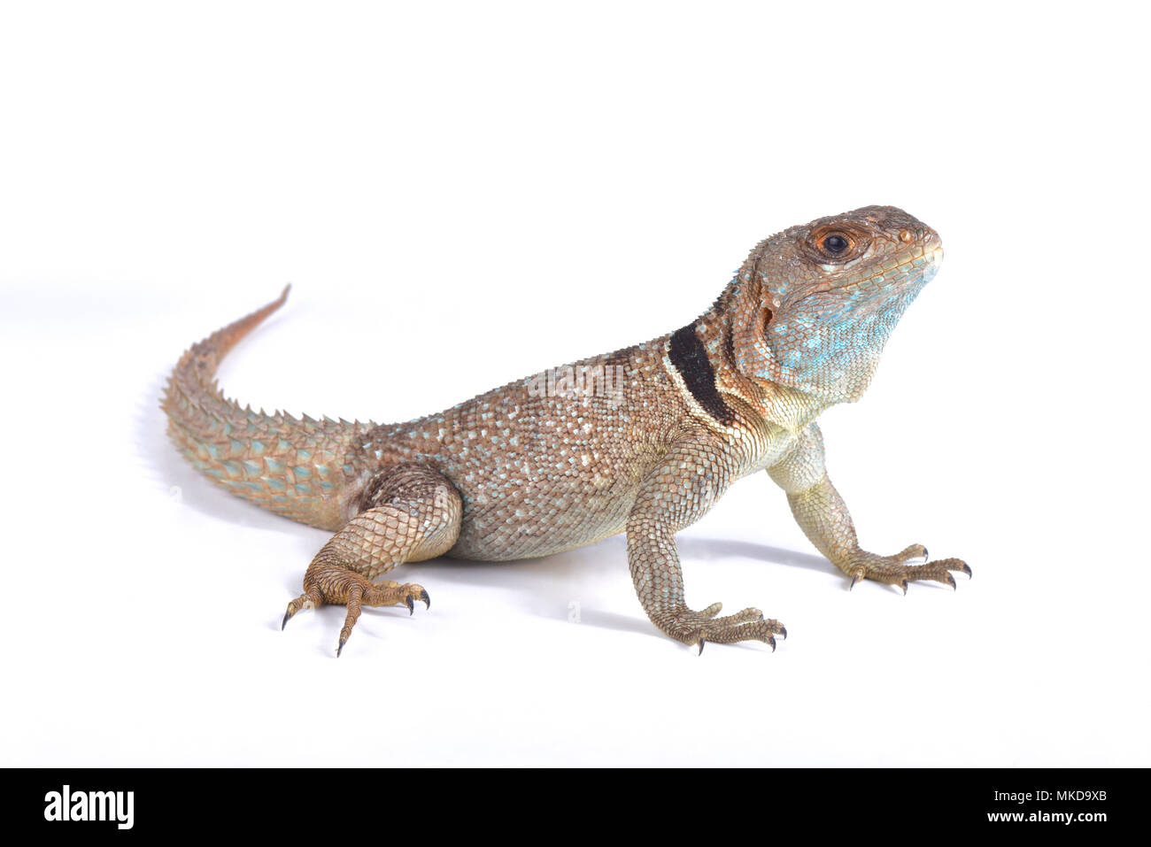 Malagasy collared iguana (Oplurus cuvieri cuvieri) on white background ...