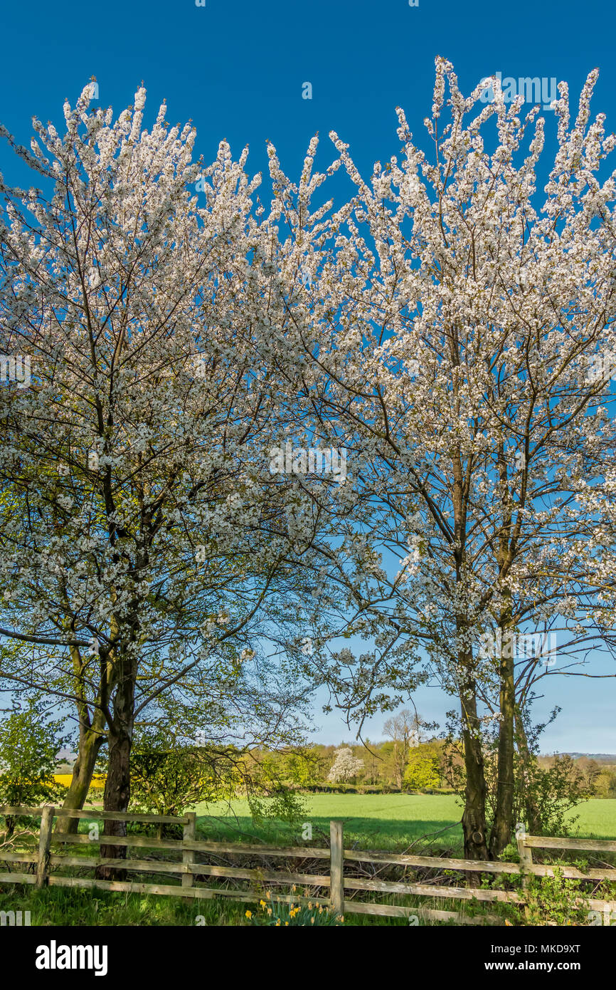 Blue cherry blossom trees hi-res stock photography and images - Alamy
