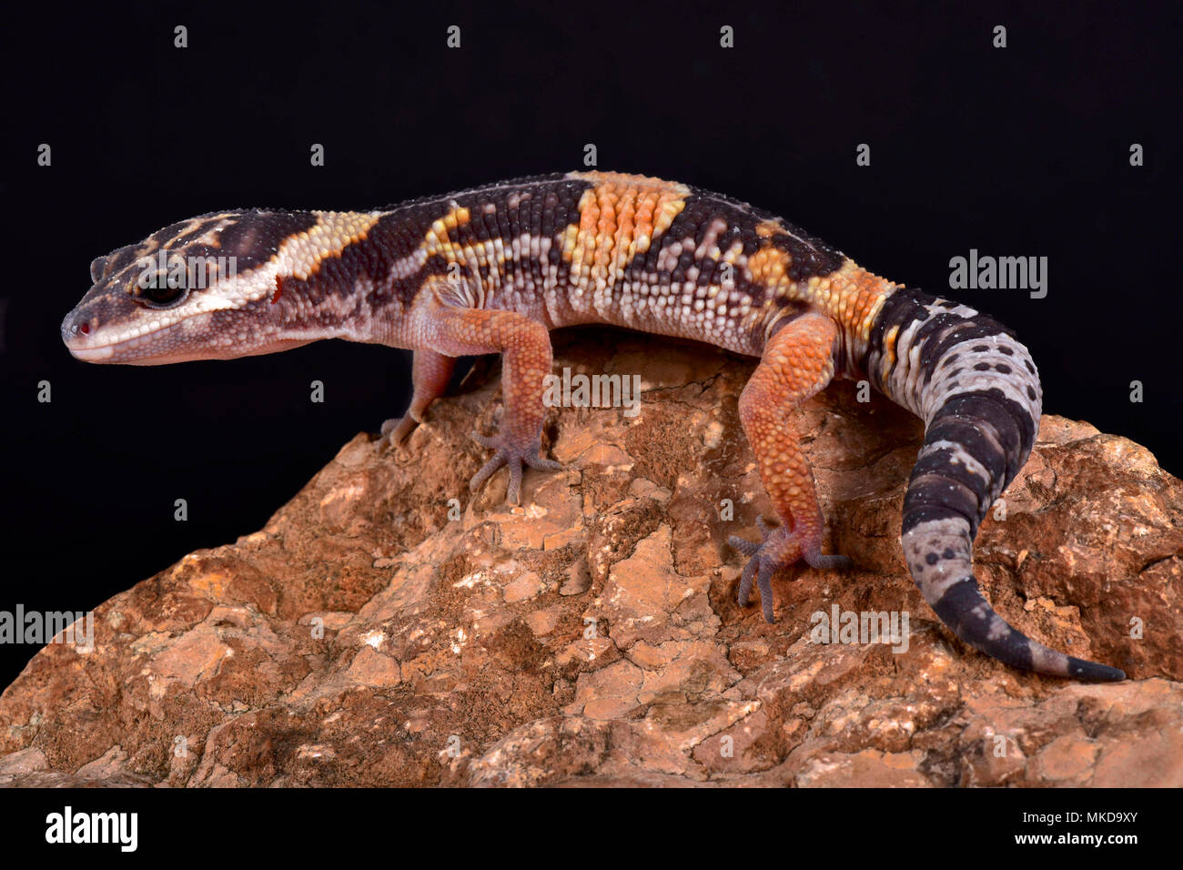 East Indian leopard gecko (Eublepharis hardwickii) on black background ...