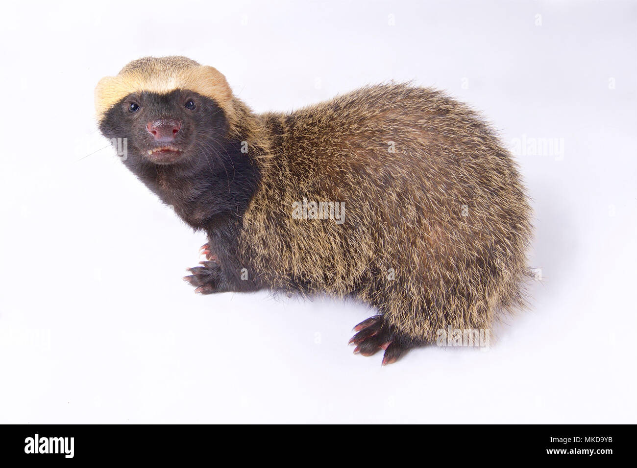 Lesser grison galictis cuja hi-res stock photography and images - Alamy