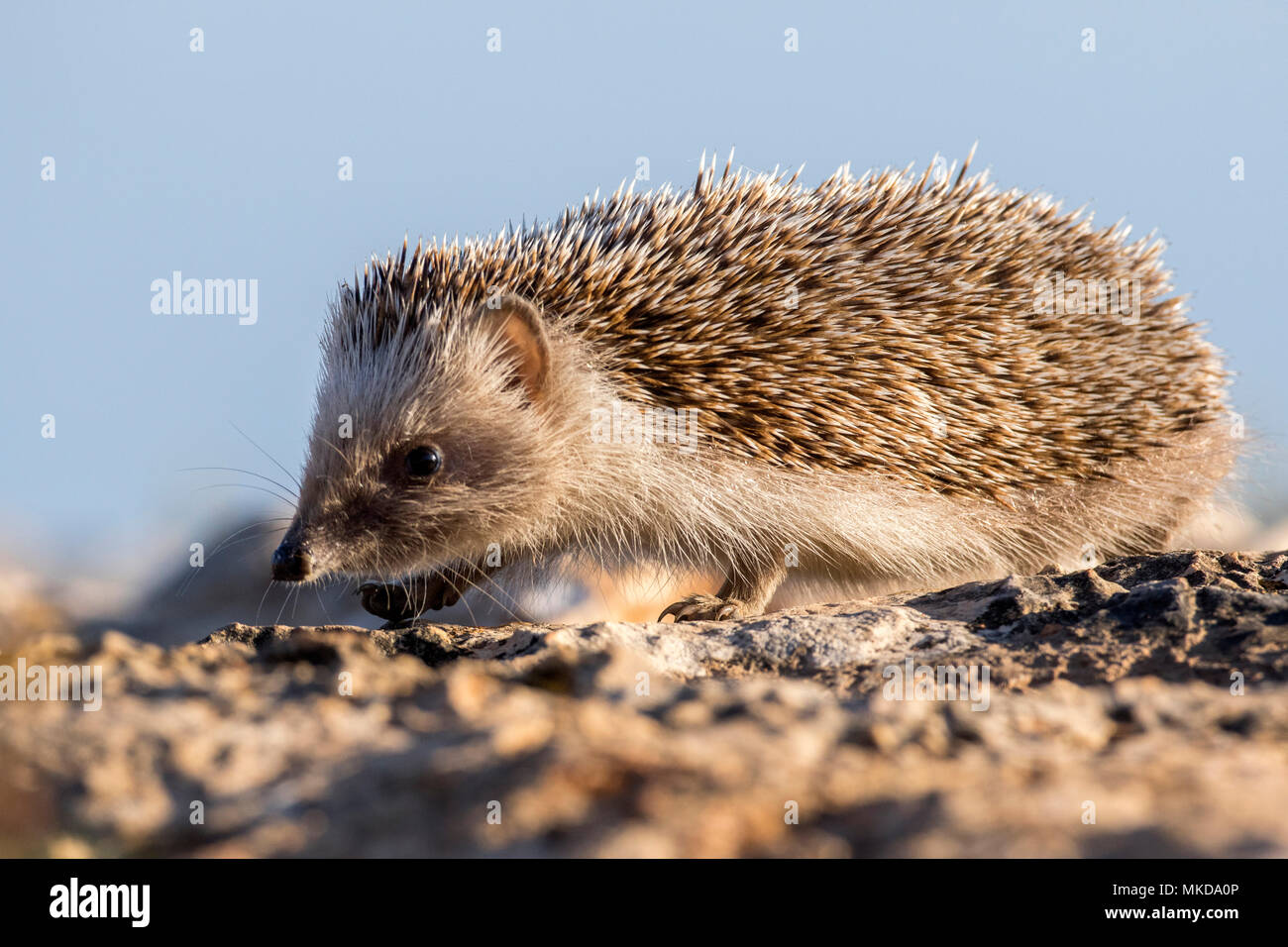 African Hedgehog (Atelerix algirus), Ibiza, Spain Stock Photo - Alamy