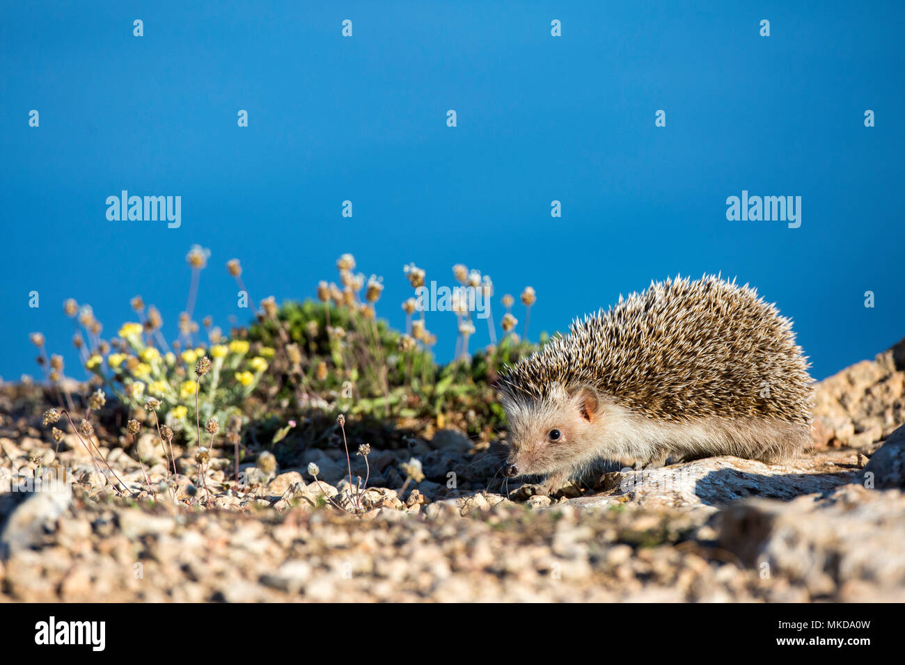 African Hedgehog (Atelerix algirus), Ibiza, Spain Stock Photo - Alamy