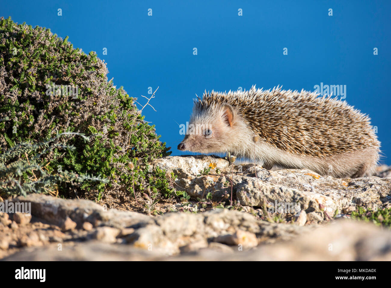 African Hedgehog (Atelerix algirus), Ibiza, Spain Stock Photo - Alamy