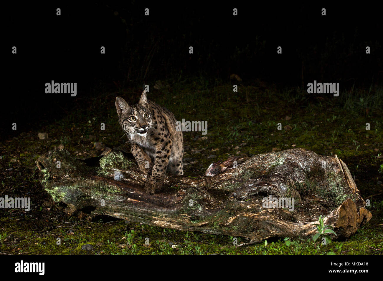 Spanish lynx (Lynx pardinus) at night, Andalusia, Spain Stock Photo - Alamy