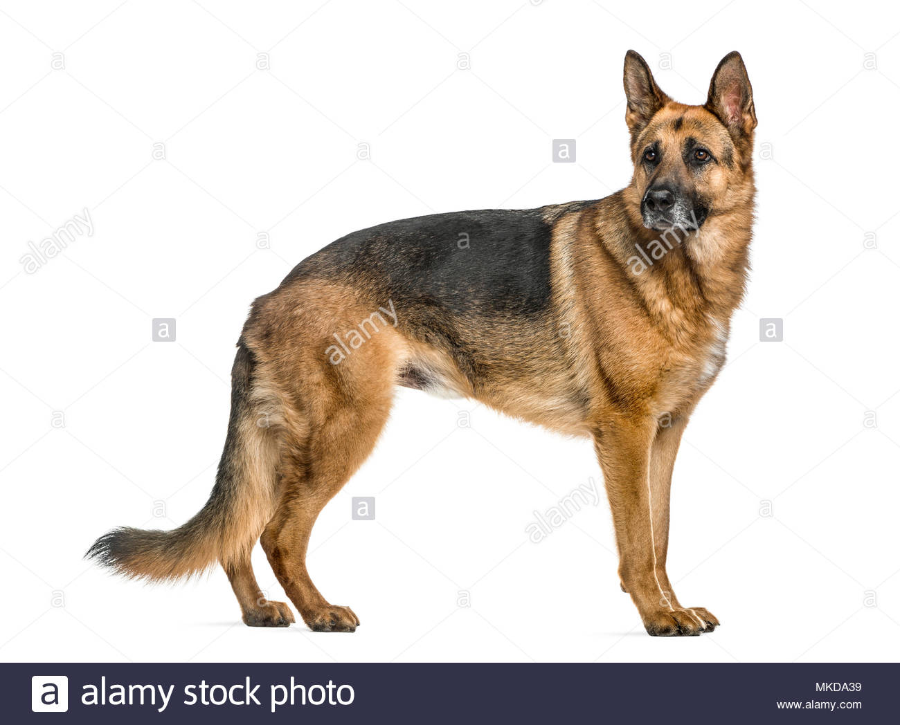 German Shepherd Cut Out Stock Photos & German Shepherd Cut Out Stock ...