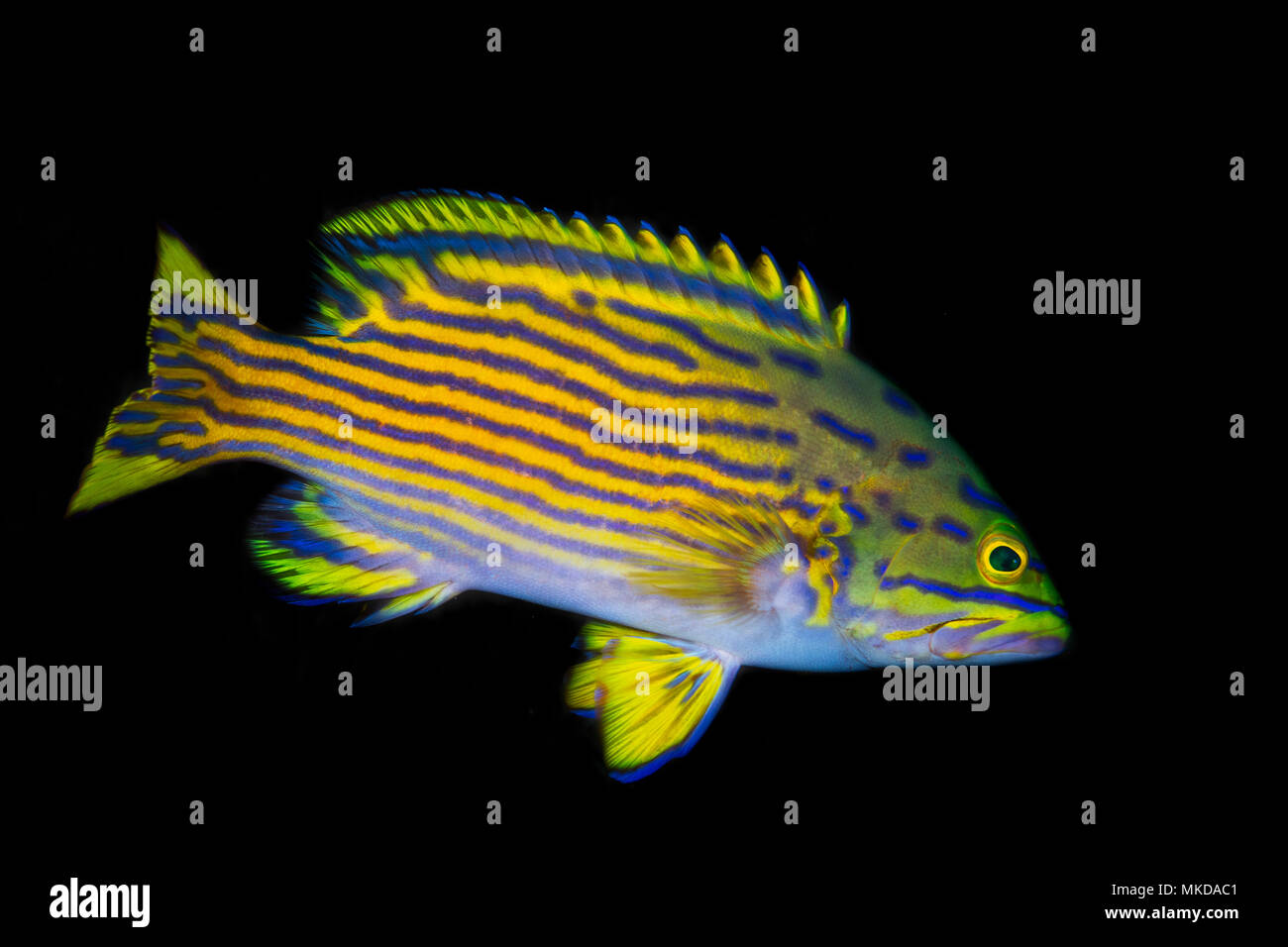 Harlequin Hind (Cephalopholis polleni) on black background, mayotte ...