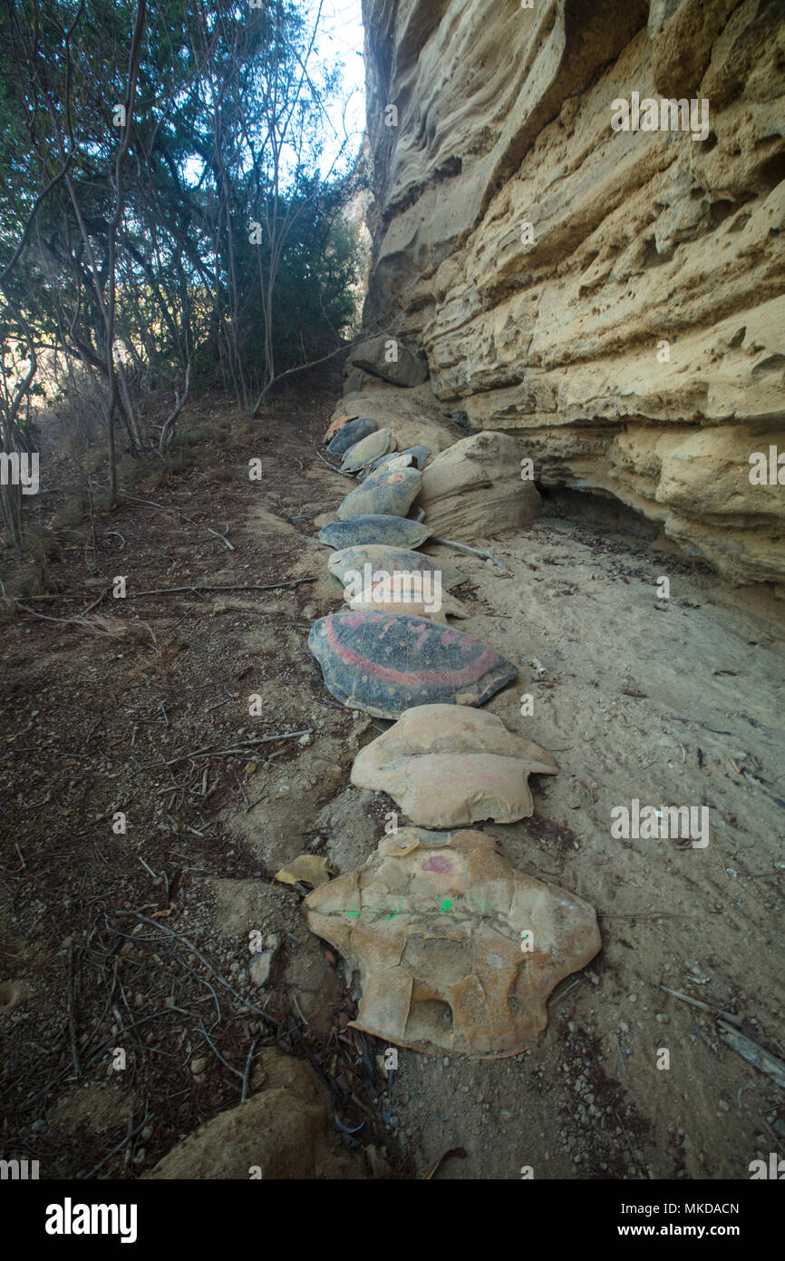 Carapace of green turtle poached on the beach of Papani in Mayotte ...