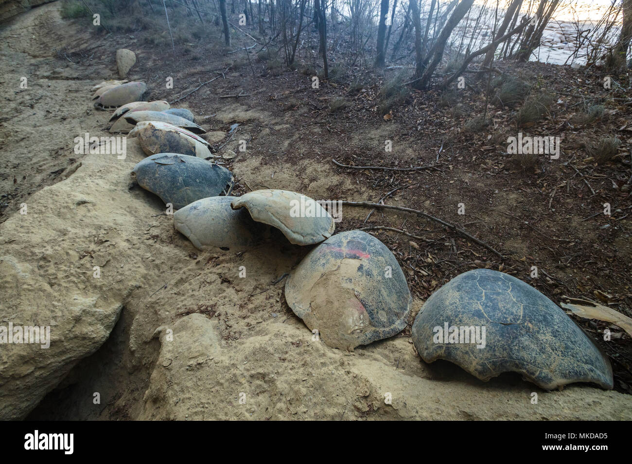 Carapace of green turtle poached on the beach of Papani in Mayotte ...