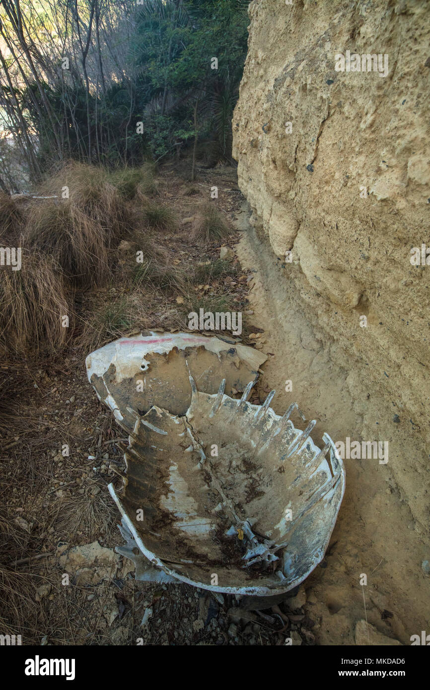 Green sea turtles pair hi-res stock photography and images - Alamy