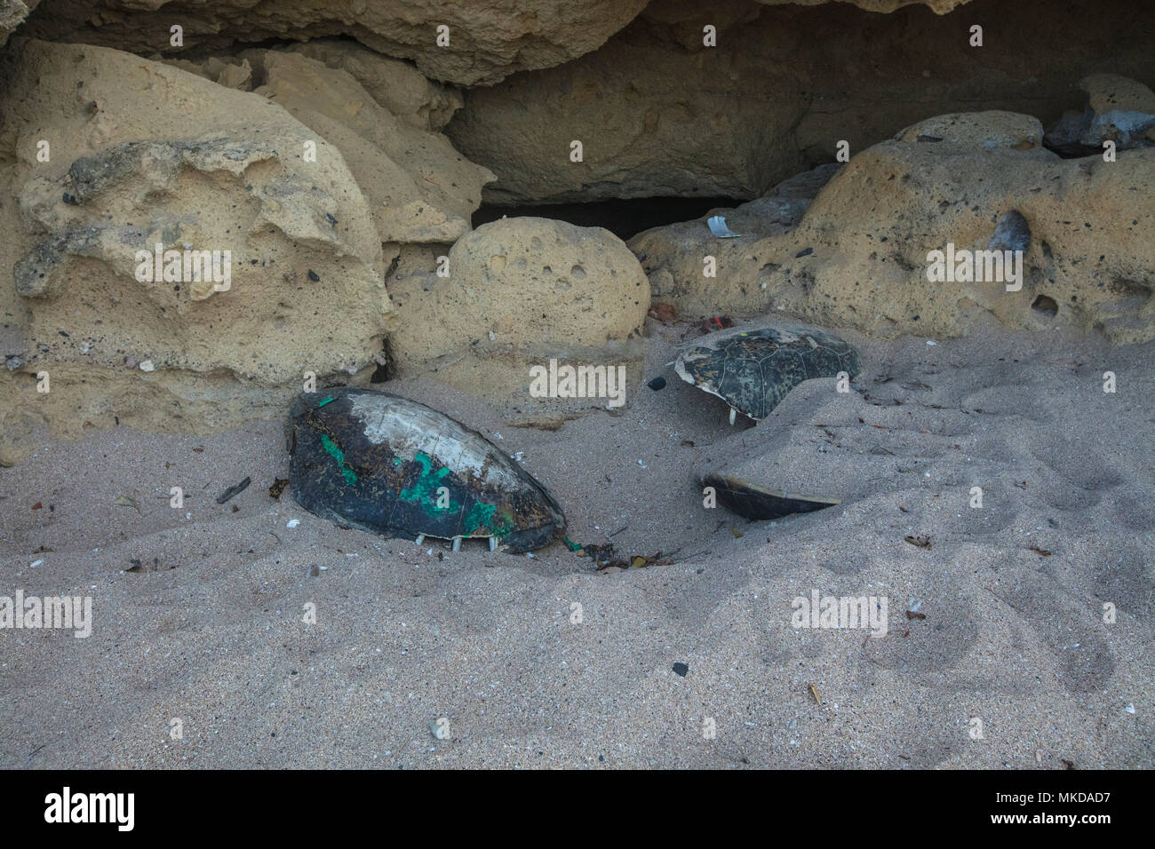 Sea turtle poaching hi-res stock photography and images - Alamy