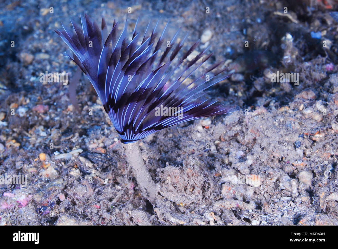 Sabella pavonina hi-res stock photography and images - Alamy