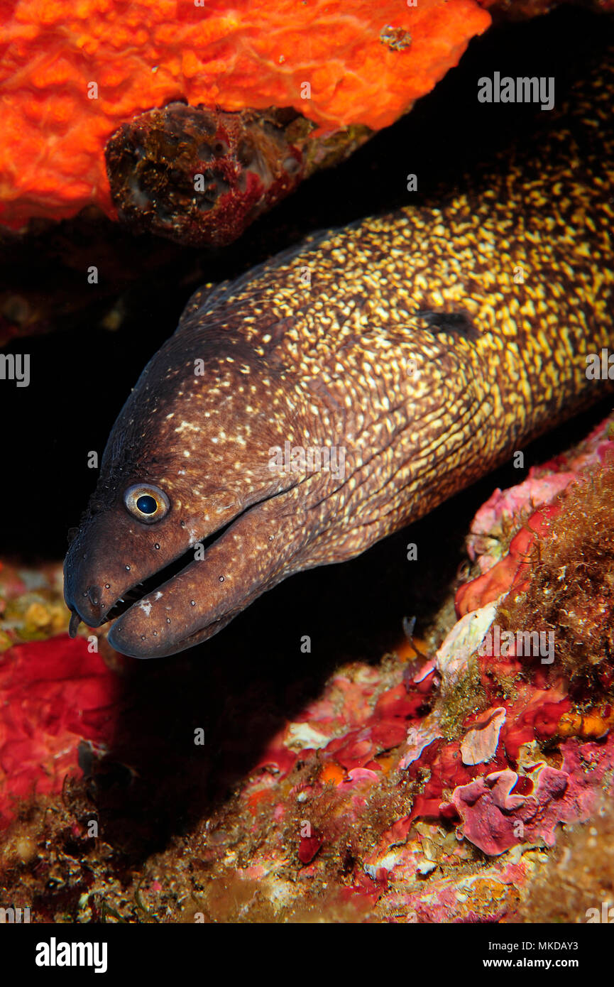 Mediterranean moray (Muraena helena), Dive site of the Pyramids ...
