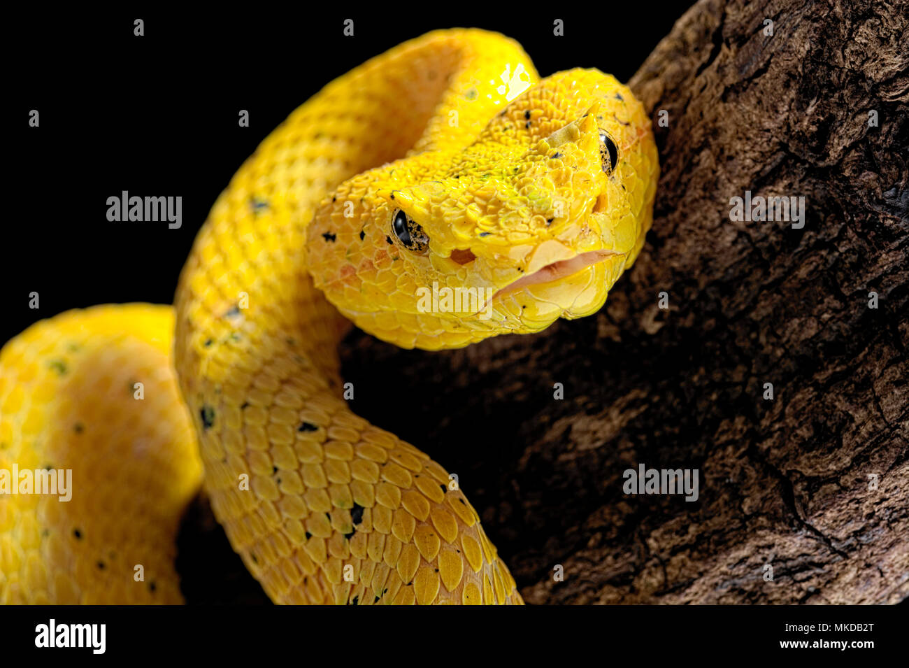 Portrait of Eyelash viper (Bothriechis schlegelii) on black background ...