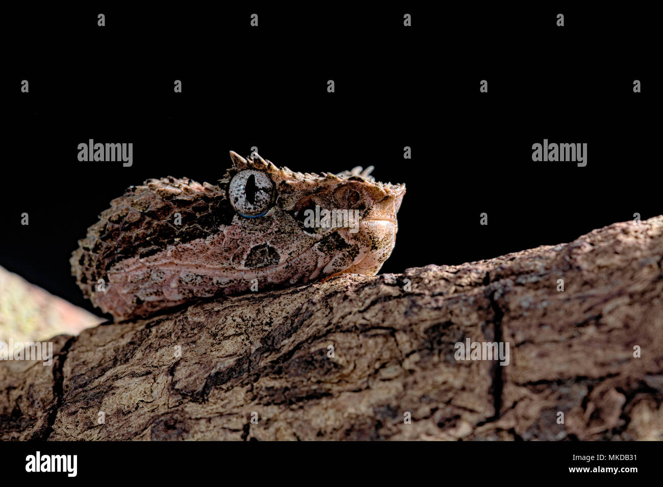 Portrait of Eyelash viper (Bothriechis schlegelii) on black background ...