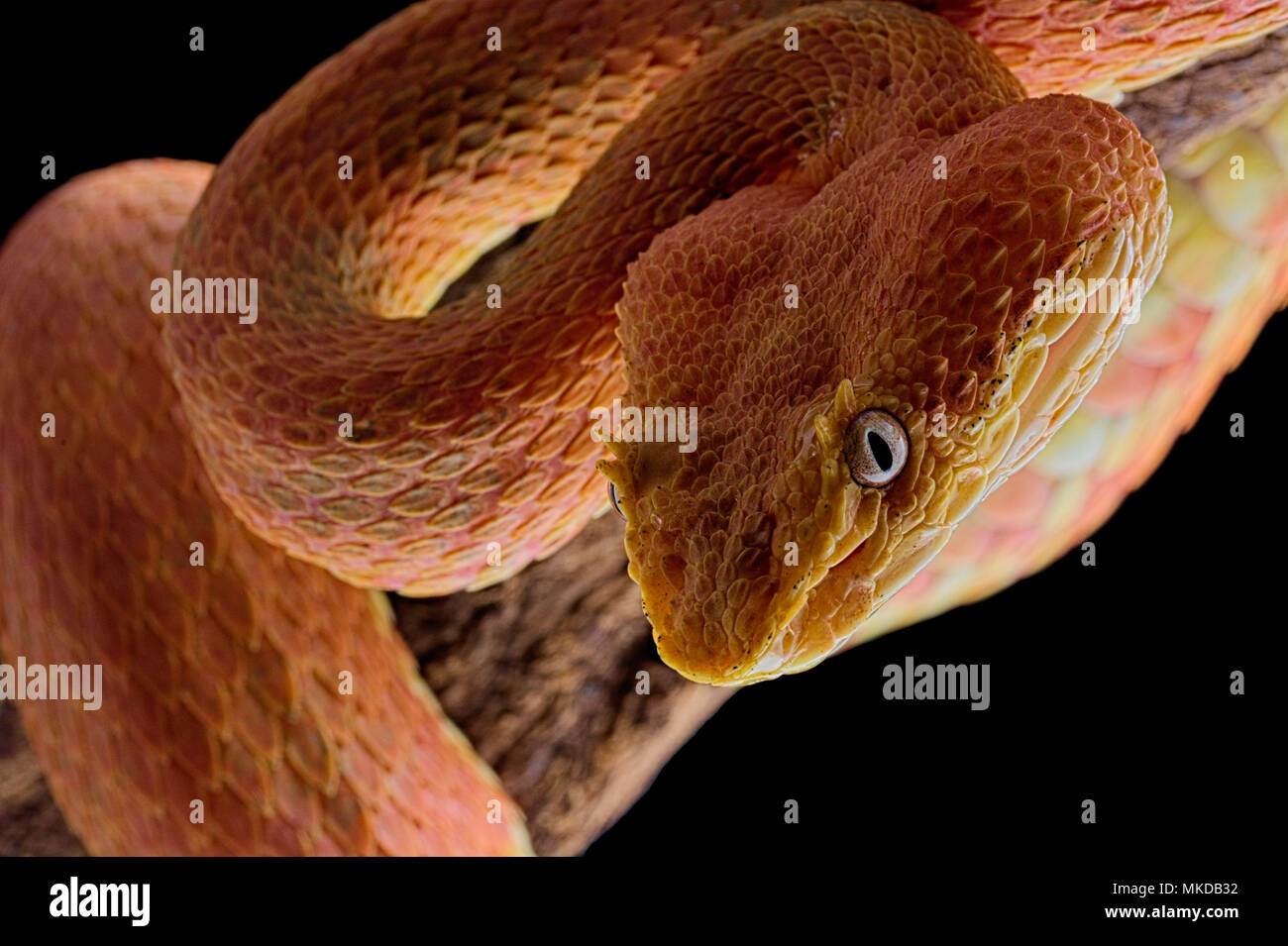 Portrait of Eyelash viper (Bothriechis schlegelii) on black background ...