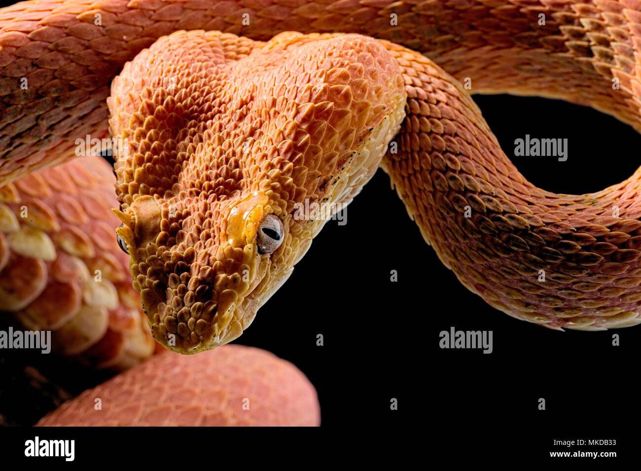 Portrait of Eyelash viper (Bothriechis schlegelii) on black background ...