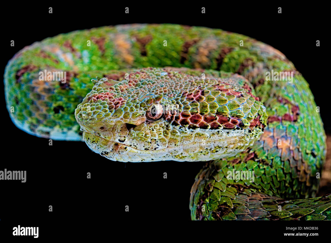 Portrait of Eyelash viper (Bothriechis schlegelii) on black background ...