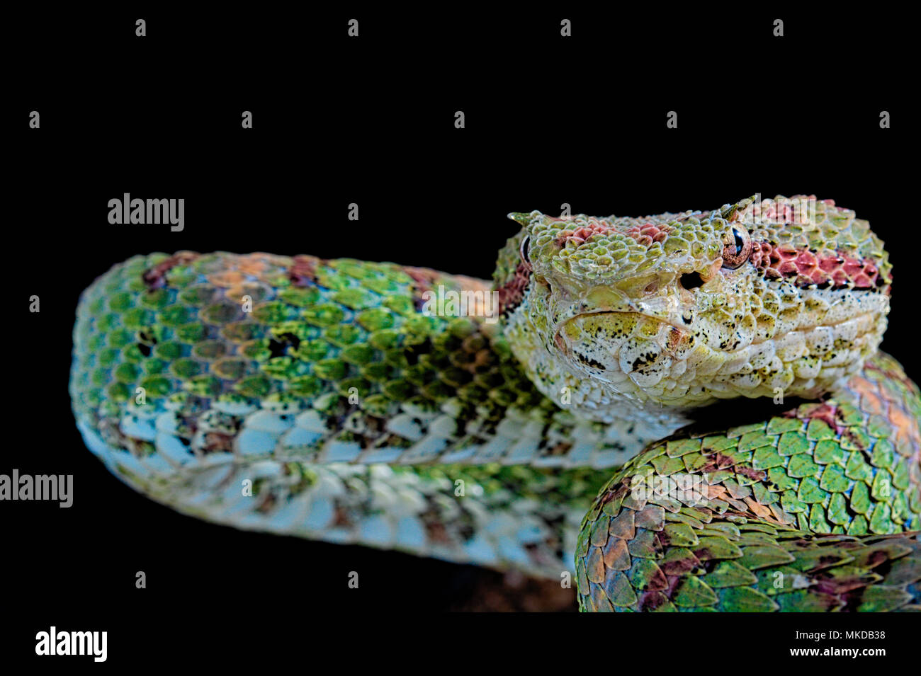 Portrait of Eyelash viper (Bothriechis schlegelii) on black background ...