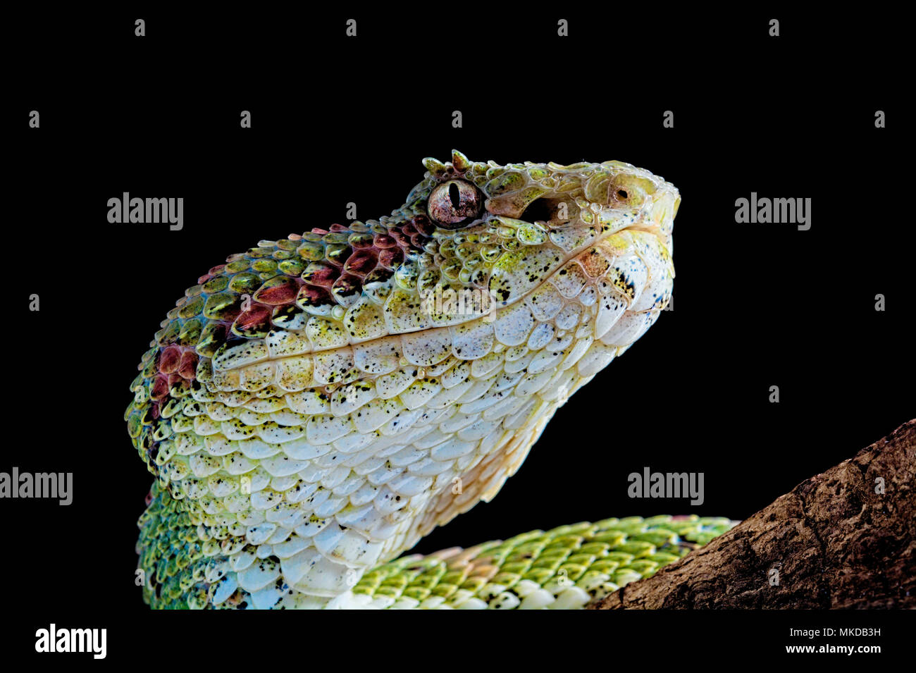 Portrait of Eyelash viper (Bothriechis schlegelii) on black background ...