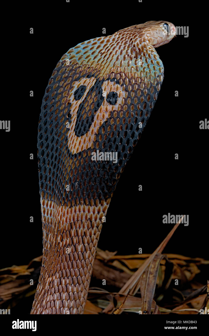 Indian cobra (Naja naja) on black background Stock Photo - Alamy