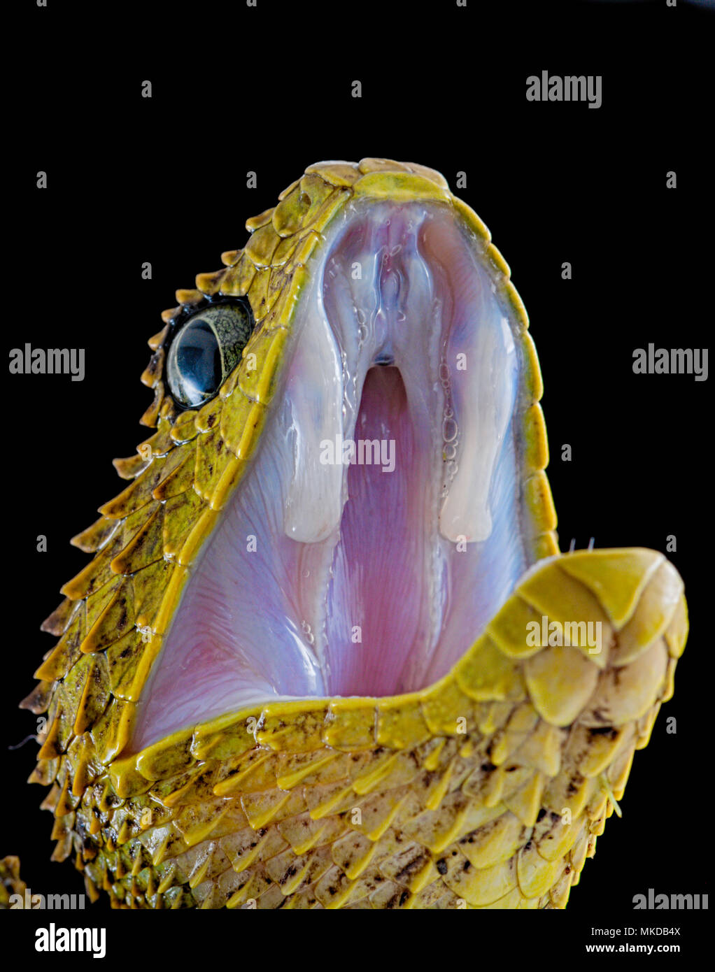 Snake mouth anatomy hi-res stock photography and images - Alamy